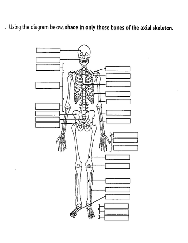 Skeletal system and types of joints Lesson and worksheets | Teaching ...