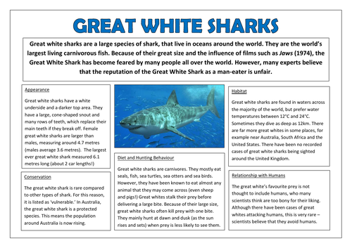 Great White Sharks Non-Fiction Text - Whole Class Reading Session ...
