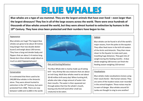 Blue Whales Non-Fiction Text - Whole Class Guided Reading! | Teaching ...