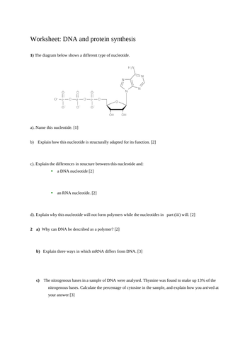 Worksheet: DNA and Protein Synthesis | Teaching Resources