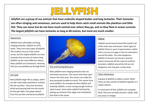 Jellyfish Non-Fiction Text - Whole Class Reading! | Teaching Resources