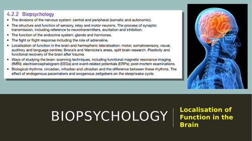 AQA A Level Psychology Year 2 - Biopsychology - Brain Localisation ...