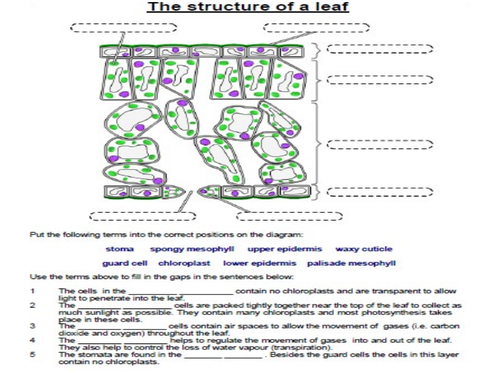 GCSE Biology - Photosynthesis Required Practical - Whole Lesson ...