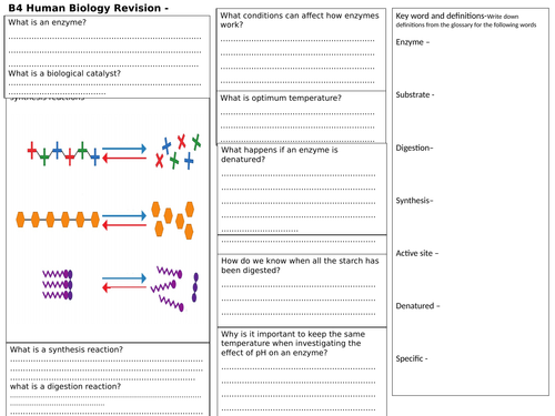 EDEXCEL ENTRY LEVEL CERTIFICATE (ELC) B4 HUMAN BIOLOGY REVISION - 5 ...