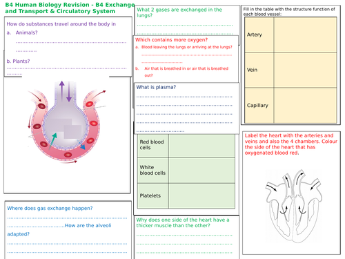 EDEXCEL ENTRY LEVEL CERTIFICATE (ELC) B4 HUMAN BIOLOGY REVISION - 5 ...
