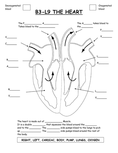 Aqa Structure Of The Heart Ks4 Trip Bio Teaching Resources