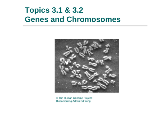 Genetics, The cell cycle, meiosis and a genetics booklet for IB and A ...