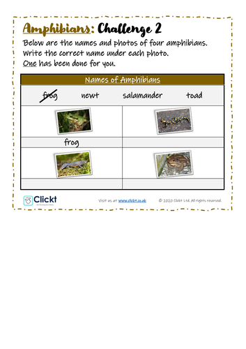 Year 1 Science: Animals, including humans: Amphibians | Teaching Resources