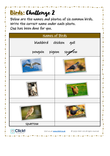 Year 1 Science: Animals, including humans: Birds | Teaching Resources