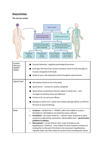 A-Level Psychology: Biopsychology Notes | Teaching Resources A-Level Psychology: Biopsychology Notes | Teaching Resources