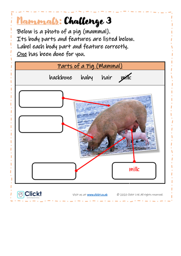 Year 1 Science: Animals, including humans: Mammals | Teaching Resources