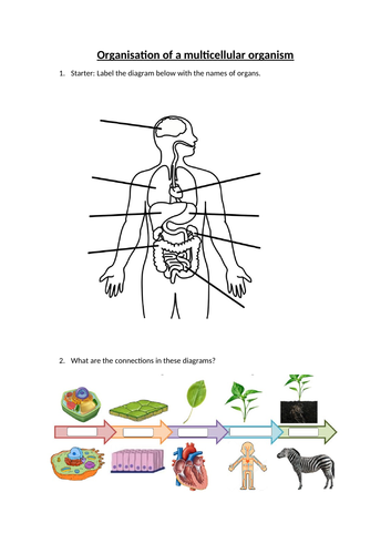 Organisation of Multicellular Organisms | Teaching Resources