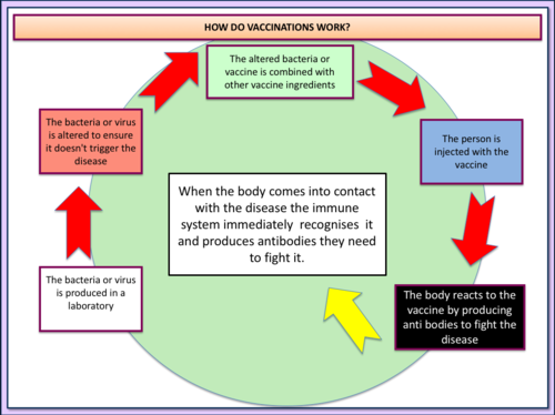 Vaccinations and Immunisation | Teaching Resources