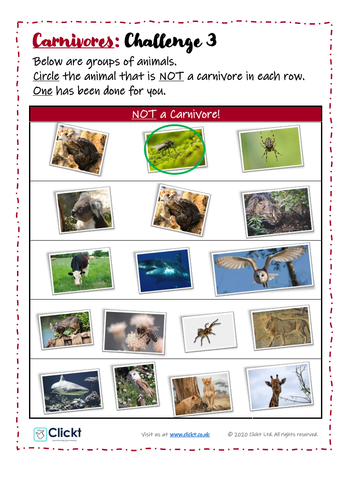 Year 1 Science: Animals, including humans: Carnivores | Teaching Resources