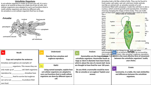 Unicellular Organisms | Teaching Resources