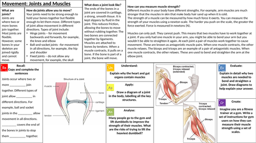 Movement: Bones and Muscles | Teaching Resources