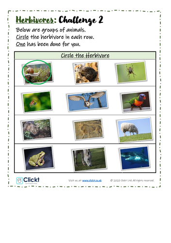 Year 1 Science: Animals, including humans: Herbivores | Teaching Resources
