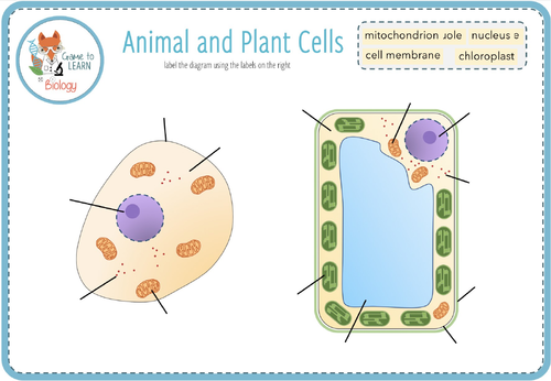 Animal and Plant Cells - Digital Label Activity (KS3/4) | Teaching ...