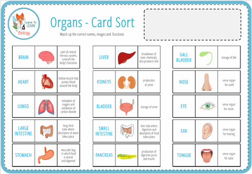 Organs - Digital Card Sort (KS3/4) | Teaching Resources