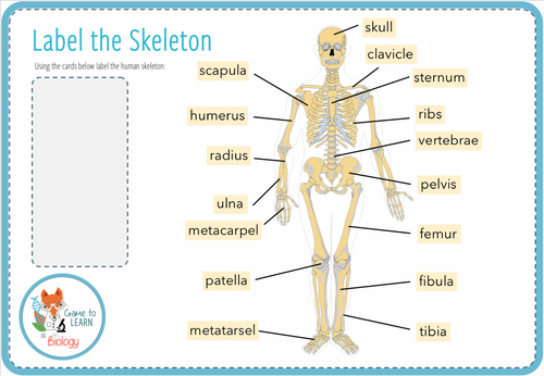 Skeleton and Bones - Digital Label Activity (KS2/3) | Teaching Resources
