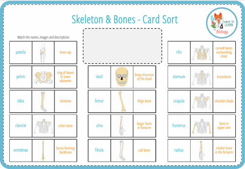 Skeleton and Bones - Digital Card Sort (KS2/3) | Teaching Resources