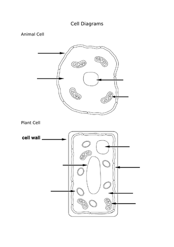 Animal & Plant Cell Labelling Exercise | Teaching Resources