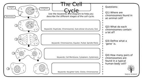 Cell Cycle Mitosis Worksheet