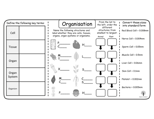 Organisation and The Digestive System - GCSE Biology Worksheets ...