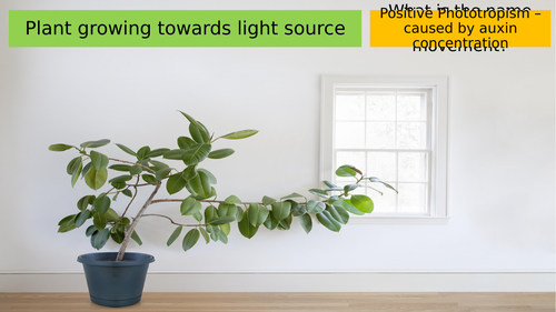 AQA Response to Stimuli - BUNDLE | Teaching Resources