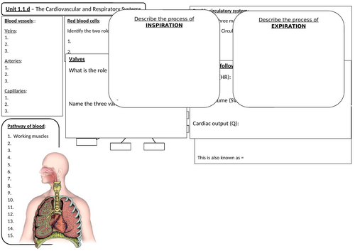 GCSE PE Cardiovascular and Respiratory System Bundle | Teaching Resources