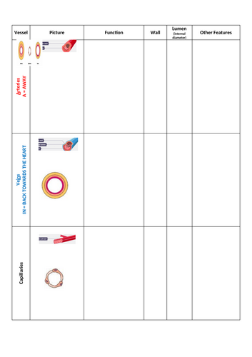 GCSE PE Cardiovascular and Respiratory System Bundle | Teaching Resources