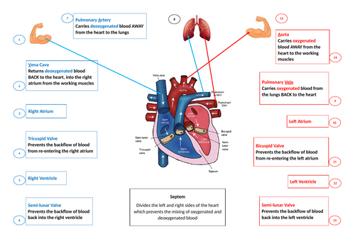 GCSE PE Cardiovascular and Respiratory System Bundle | Teaching Resources