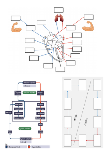 GCSE PE Cardiovascular and Respiratory System Bundle | Teaching Resources