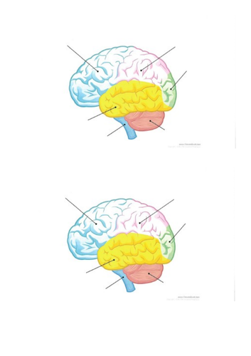 GCSE psychology - Brain, Damasio wt al 1994- Phineas Gage. | Teaching ...