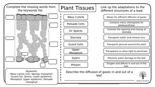 Plant Tissues and Organs - GCSE Biology Worksheets | Teaching Resources