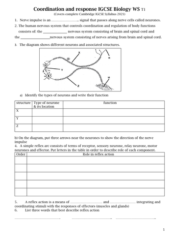 Coordination and Response - worksheet | Teaching Resources Coordination and Response - worksheet | Teaching Resources