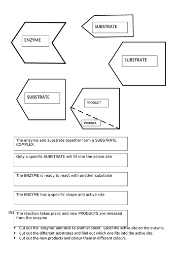 KS3 Bacteria and enzymes in digestion | Teaching Resources