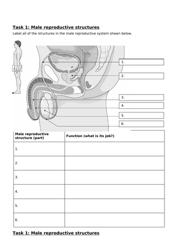 KS3 Male reproductive system | Teaching Resources