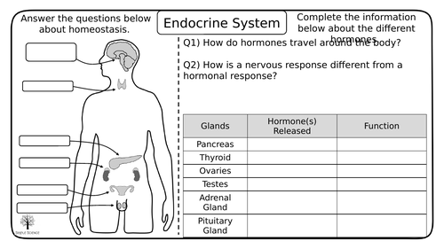 GCSE Biology - Endocrine System and Negative Feedback Worksheets ...