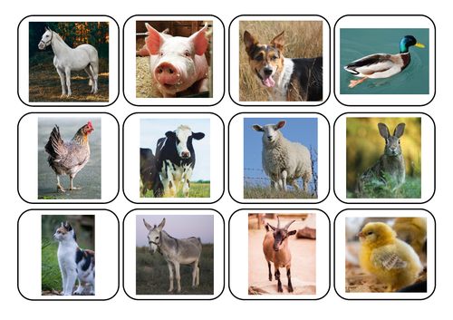 Farm animals photos and words matching - Autism/ASC/SEN/English ...