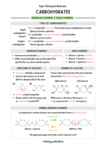 Carbohydrates A Level Biology Concise A Notes Teaching Resources
