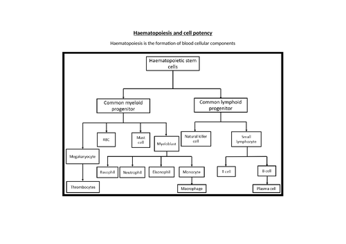 Stem cells and cell potency (Edexcel Int. A-level Biology) | Teaching ...