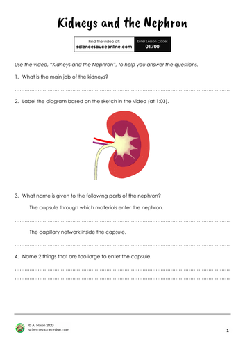 Kidneys/Nephrons [Virtual/Blended] | Teaching Resources