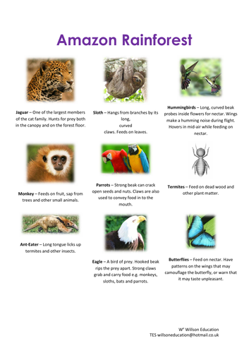The Amazon Rainforest - Food Webs And Strategies To Help The Rainforest ...