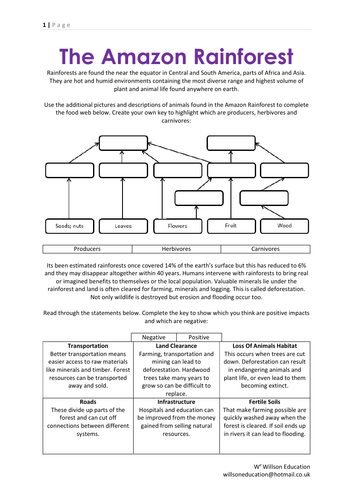The Amazon Rainforest - Food Webs And Strategies To Help The Rainforest ...