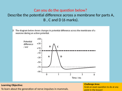 Biology Action Potentials A-Level KS5 - Outstanding Lesson | Teaching ...