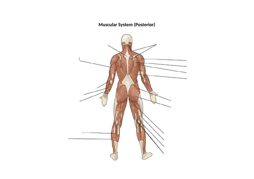 Unit 1: Anatomy & Physiology Package | Teaching Resources