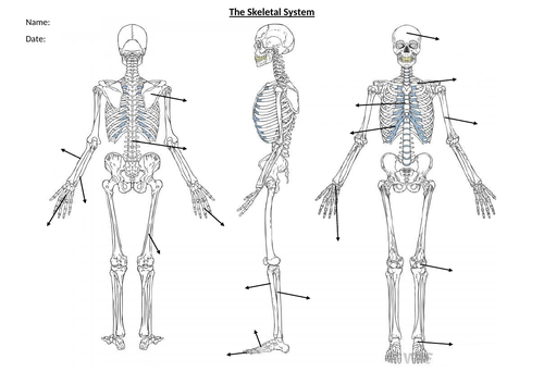 Unit 1: Anatomy & Physiology Package | Teaching Resources