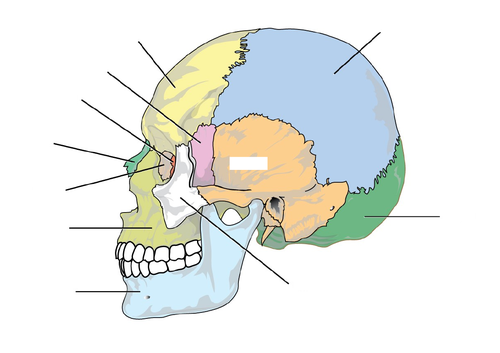 Unit 1: Anatomy & Physiology Package | Teaching Resources