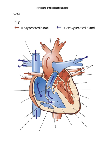 Unit 1 Anatomy and Physiology Unit Pack | Teaching Resources